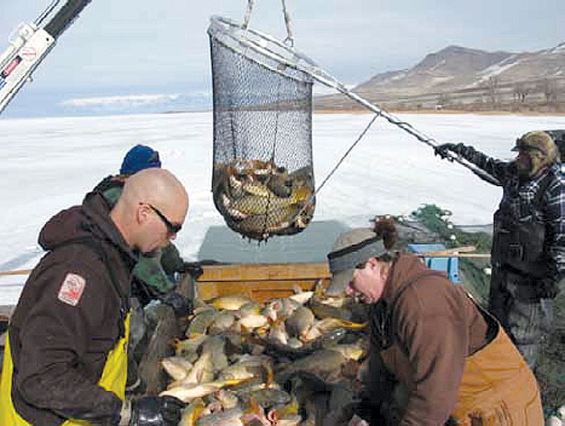 Who Wants 40 Million Pounds of Fresh Carp? | The Log