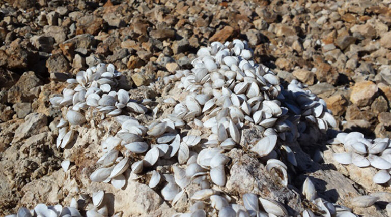 Boaters, Don’t Forget Your Mussel Fee Sticker | The Log