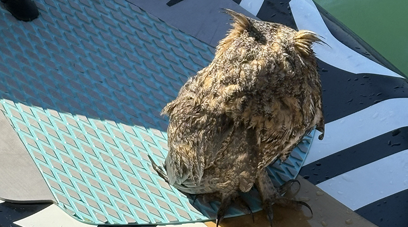 Harbor Hero: Paddleboarder Rescues Great Horned Owl in Dana Point | The Log