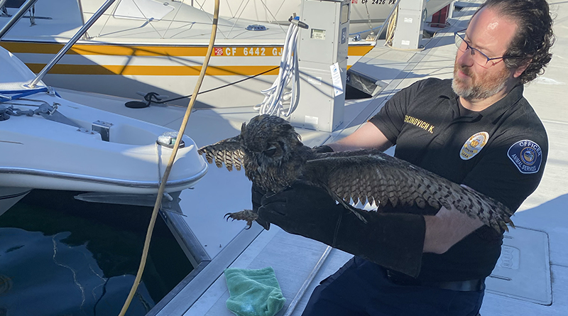 Harbor Hero: Paddleboarder Rescues Great Horned Owl in Dana Point | The Log